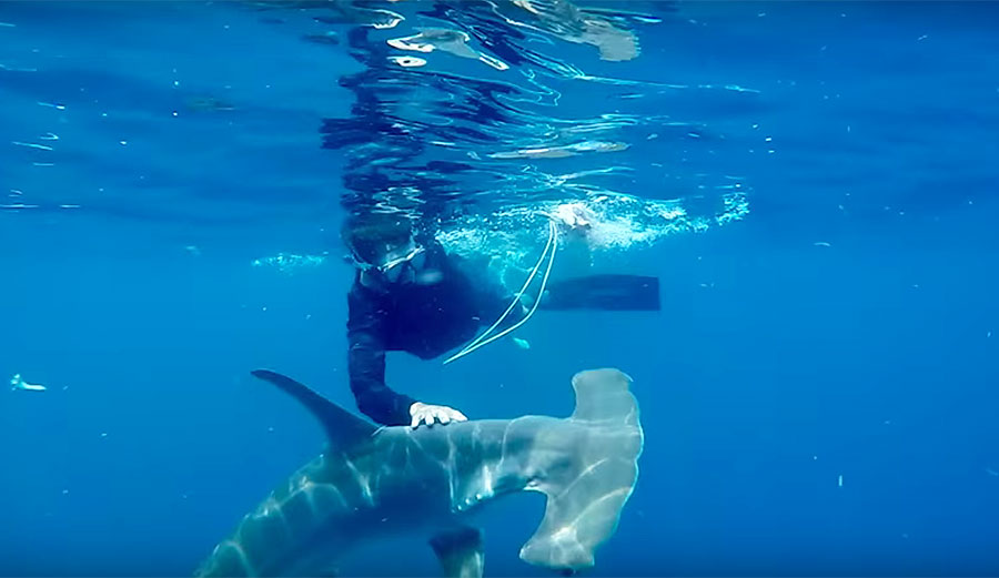 Meet the Man Who Talks With Sharks | The Inertia