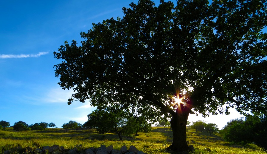 Why We Need Trees | The Inertia