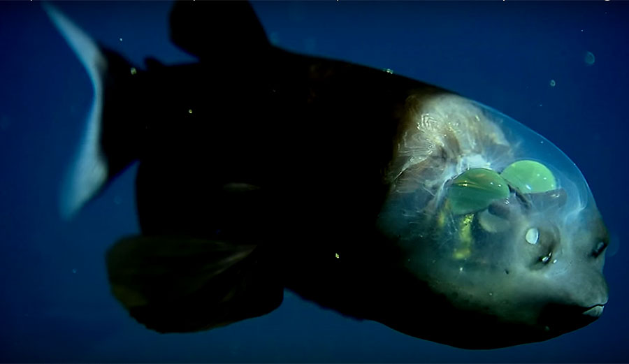 The Fish With a See-Through Head | The Inertia
