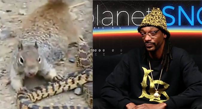 Snoop Dog Narrating an Animal Show? It's Happening and It's Awesome ...