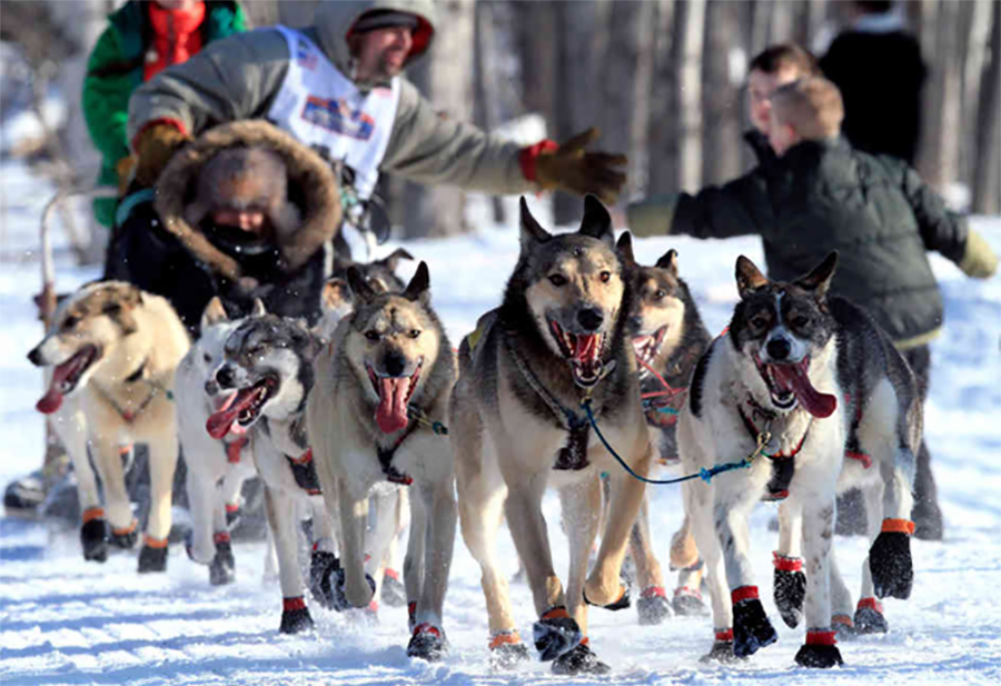 Snow Being Shipped into Anchorage from Fairbanks for Iditarod Sled Dog ...