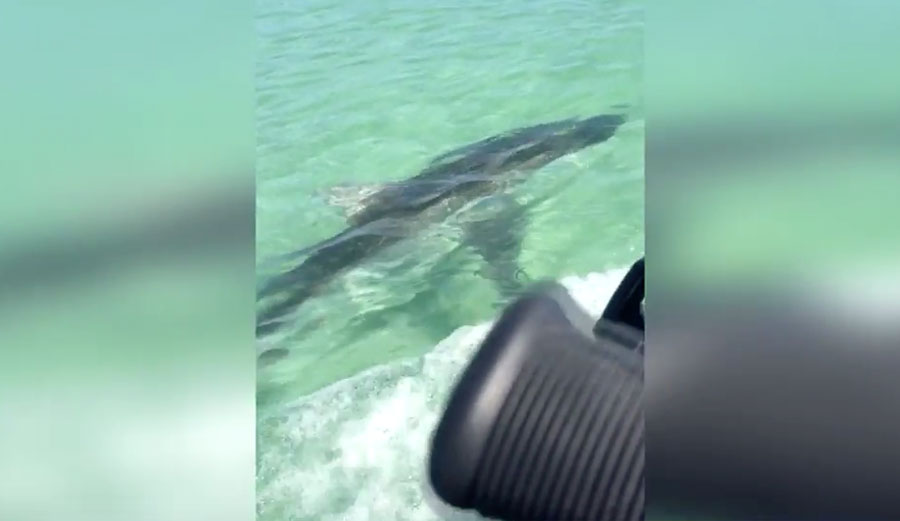 Large Shark Rams Jet Ski Off Coast of Queensland in Australia | The Inertia