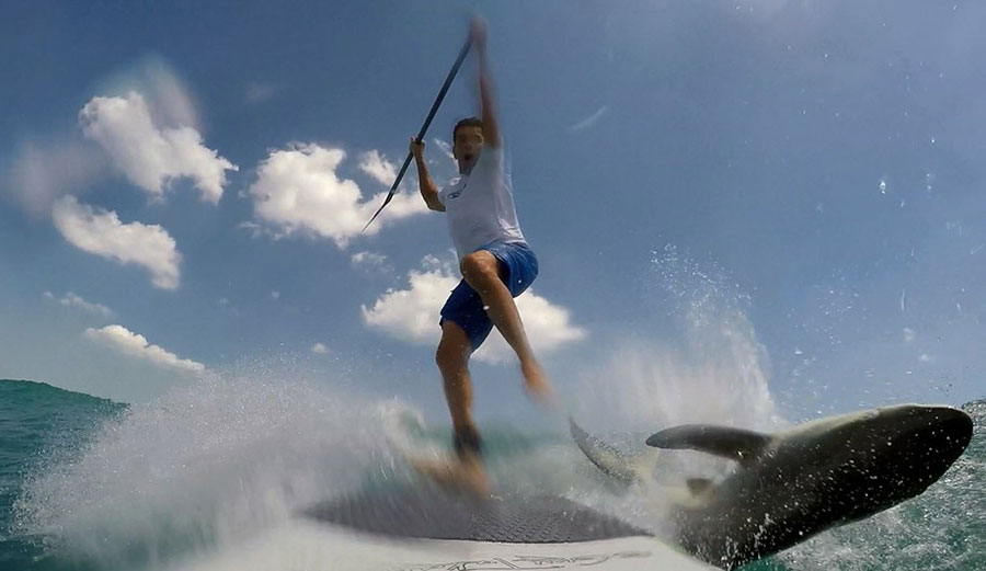 SUP Surfer Collides with Shark | The Inertia