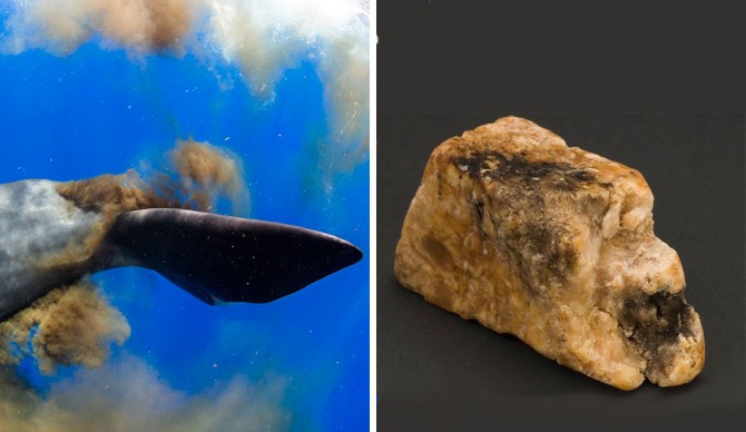 Whale Poop is Worth a LOT of Money | The Inertia