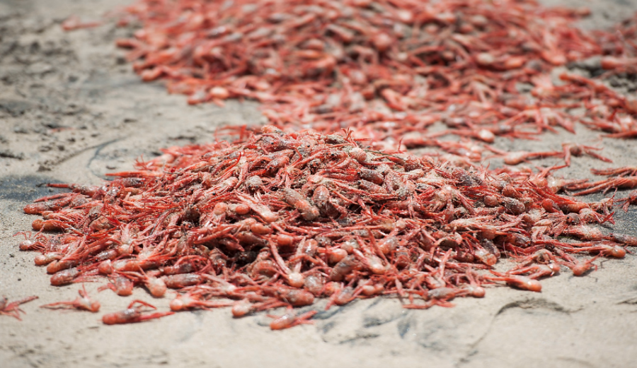 Plague of Rotting Crabs Infests SoCal Beaches (Again) | The Inertia