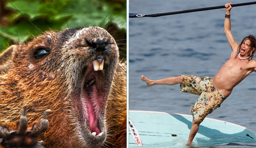 Sign of the Apocalypse? Beaver Attacks Stand-Up Paddler in North ...