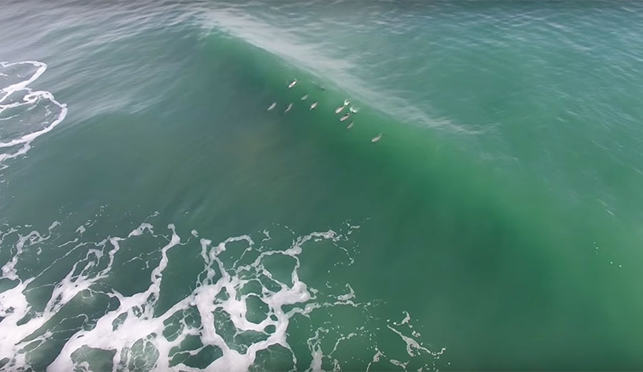 Pod of Dolphins Surfs Every Wave in a Set | The Inertia