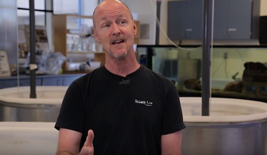 We Spoke to An Expert About Tracking Sharks And Understanding Shark ...