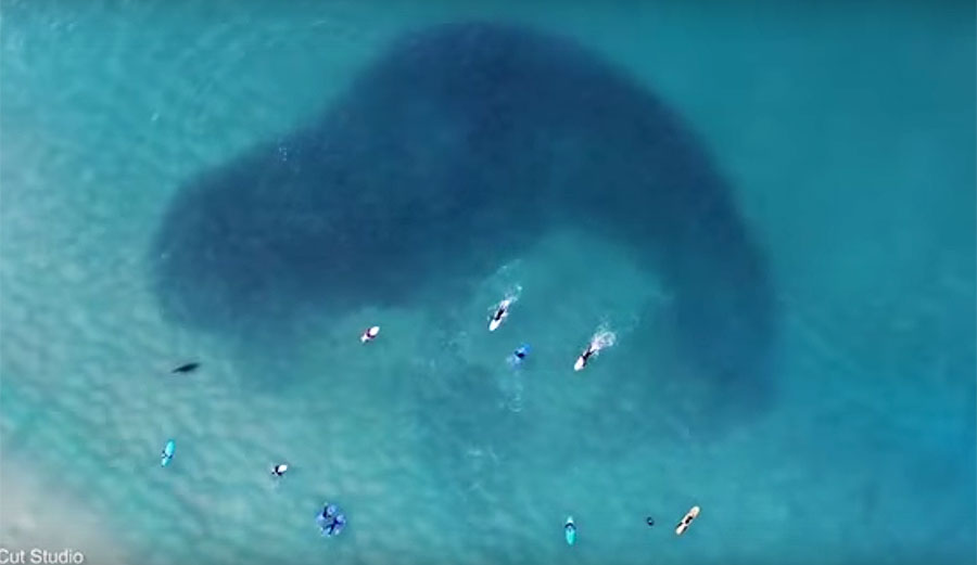 School of Fish Forming Shape of their Predator | The Inertia