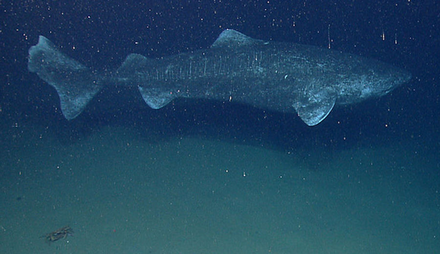 Scientists Are Calling This 400-Year-Old Greenland Shark The Oldest ...