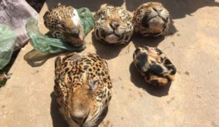 Why Are These Jaguars Facing So Much Danger in Brazil? | The Inertia