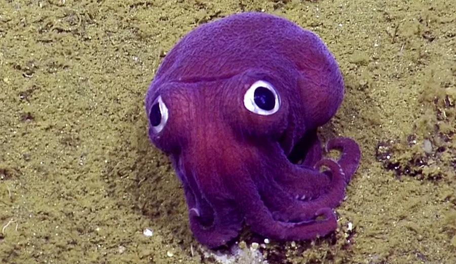Scientists Just Found the Cutest Googly-Eyed Cartoon Squid in the ...