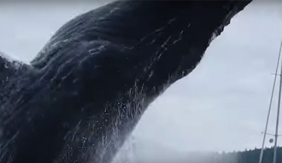 Humpback Whale Breaches Feet From Kayakers | The Inertia