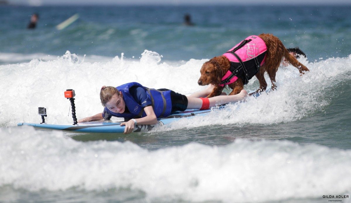 Ricochet the Surfing Dog to Star in IMAX Film | The Inertia