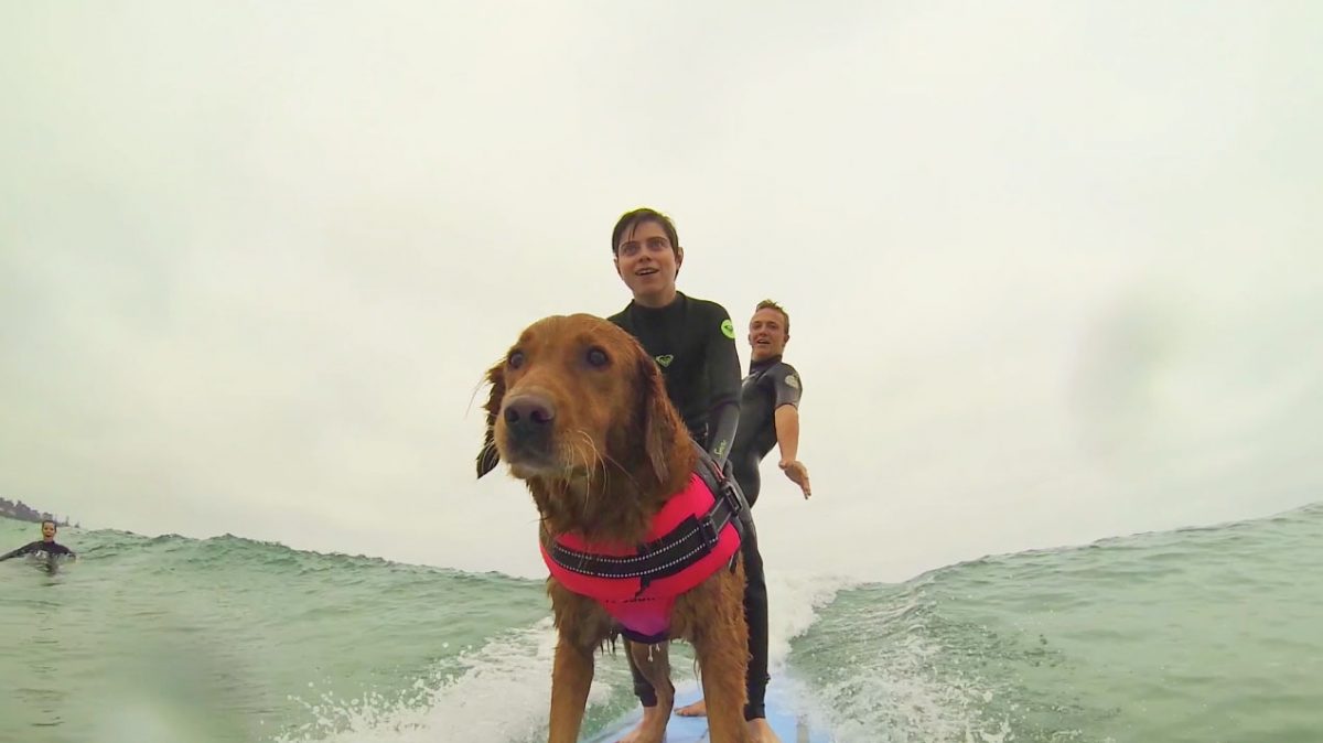 This Surf Dog Has Raised $500k Empowering Kids in Need through ...