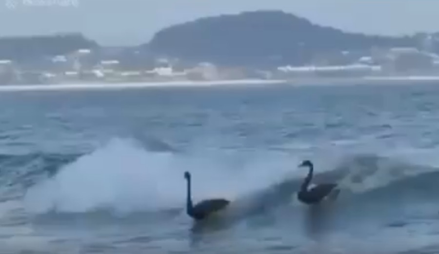Swans Surfing in Kirra and Absolutely Ripping | The Inertia