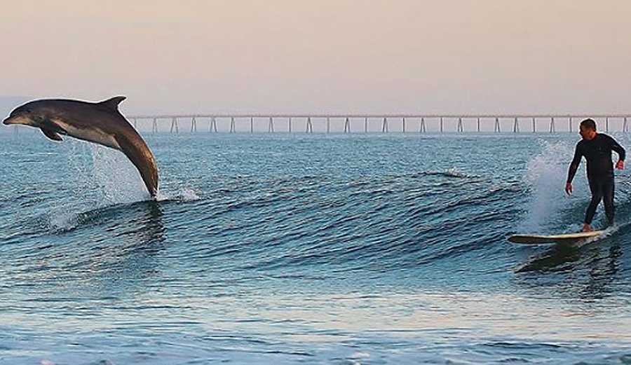 Here's the Moment a Dolphin and a Surfer Shared a Wave in California ...