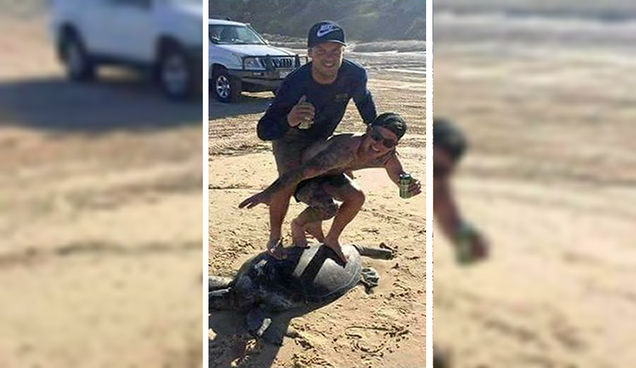 Turtle Surfing Photos Could Earn $20K Fines | The Inertia