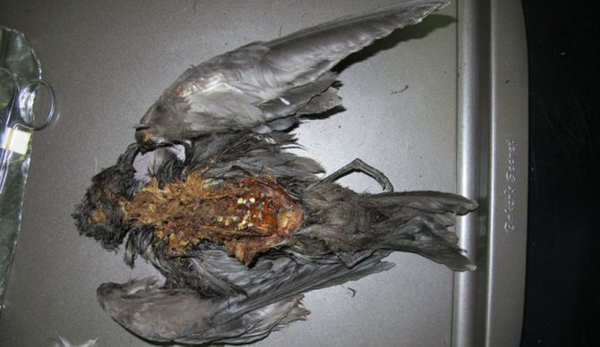 Ocean Full Plastic, Seabirds Dying From It | The Inertia