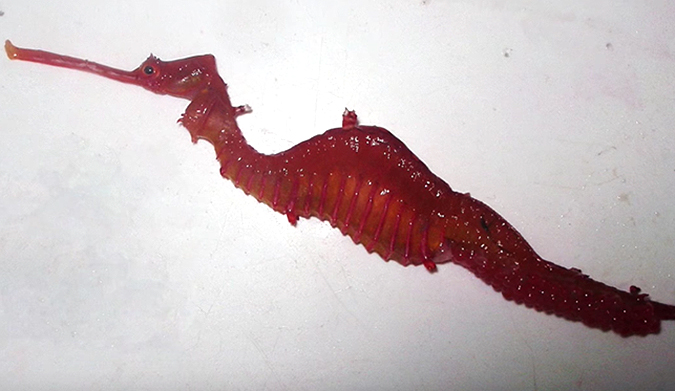 This Ruby Seadragon, Discovered in 2015, Was Just Caught on Video for ...