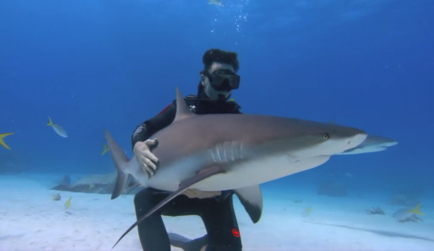 A Tribute to Rob Stewart; His Legacy Endures with 'Sharkwater' | The ...