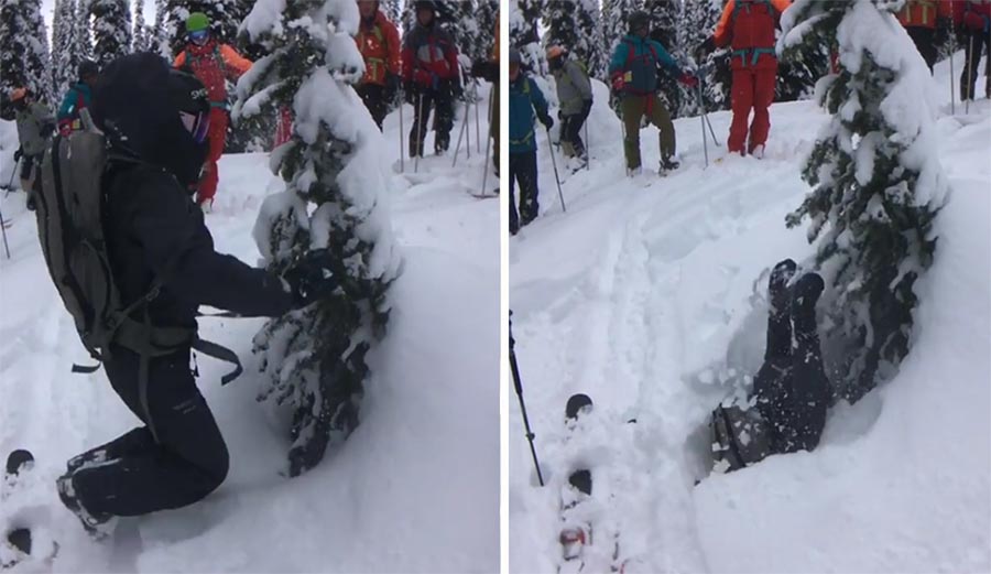 This Tree Well Demonstration Is Terrifying | The Inertia