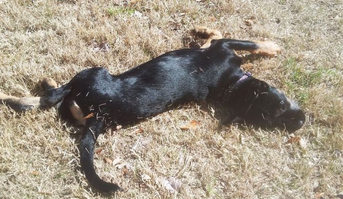 How a Box of Half-Dead Puppies Turned a Surf Trip Into Something Life ...