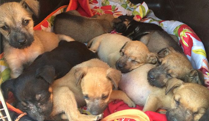 How a Box of Half-Dead Puppies Turned a Surf Trip Into Something Life ...