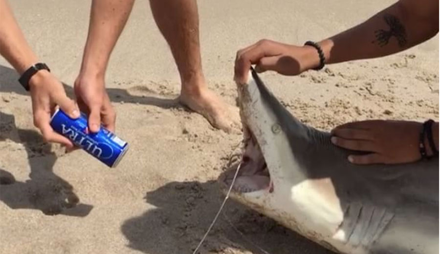 Guy Uses Beached Shark to Shotgun a Beer | The Inertia