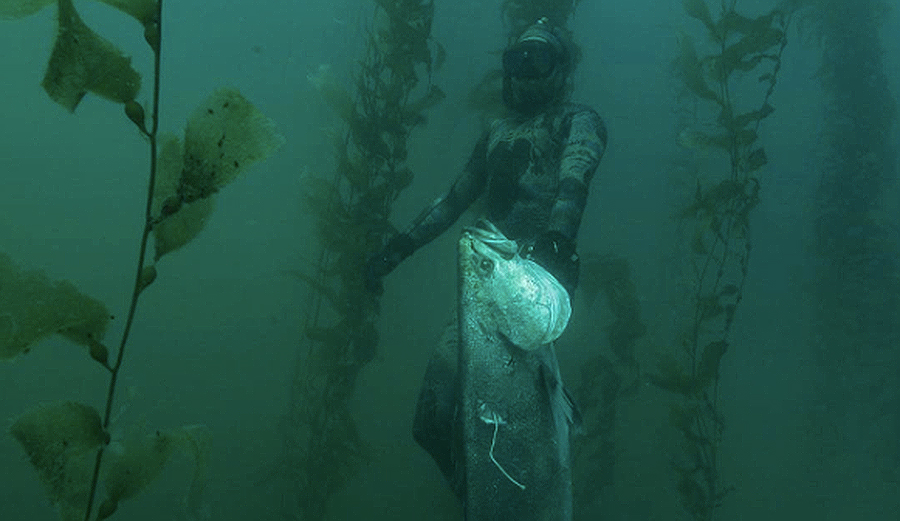 Why Spearfishing Isn't All Just Blood and Guts | The Inertia