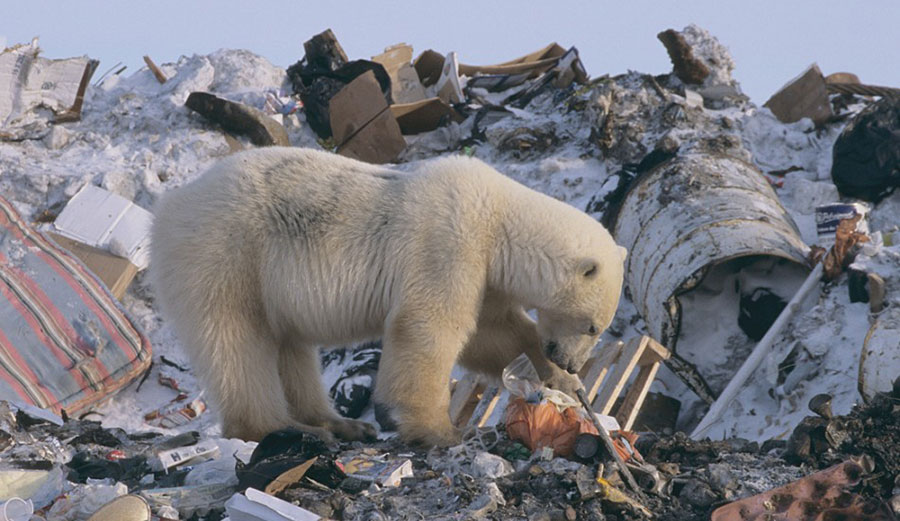 Garbage Patches in the Arctic Ocean | The Inertia