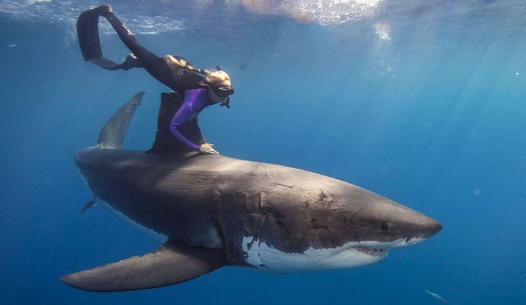 Ocean Ramsey On the Growth of SoCal's Shark Population