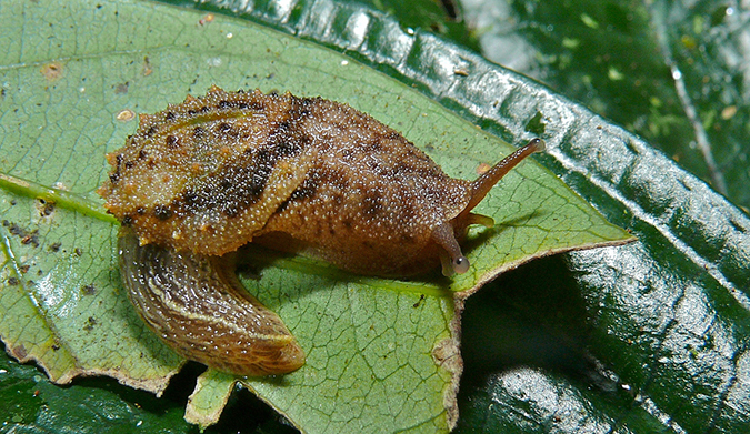 Understanding Rat Lung Worm, the Parasite Invoking Fear Throughout ...