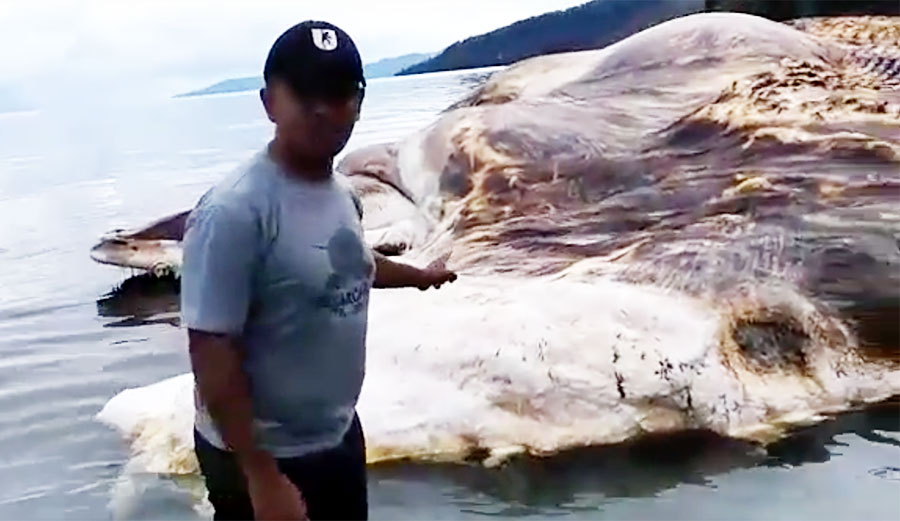 Mysterious Creature Washes Up in Indonesia | The Inertia