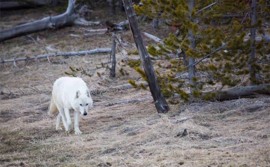 $10,000 Reward Offered for Info on Shooting of Rare White Wolf in ...