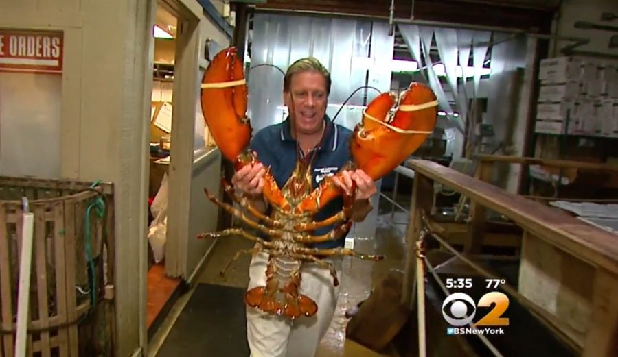 This 132-Year-Old Lobster Was Released into the Wild After 20 Years in ...