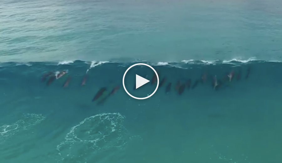 This WSL Video Has More Views Than Super Bowl Halftime Show | The Inertia