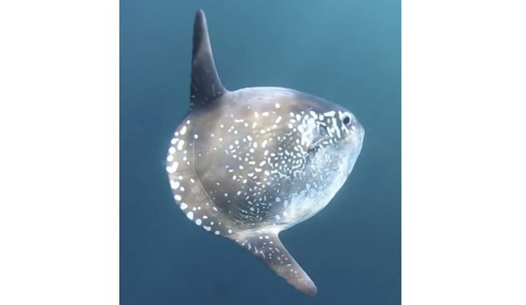 New Massive Sunfish Species Was Discovered | The Inertia