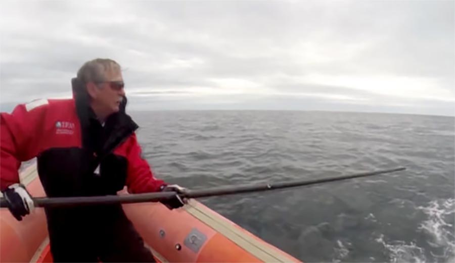 Joe Howlett Spent His Life Saving Whales and Was Tragically Killed by ...