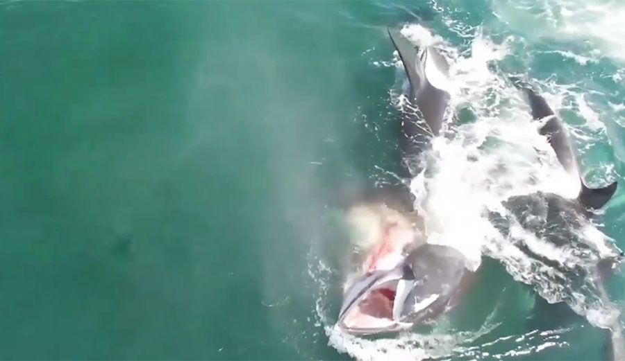 Pod of Orcas Hunting Minke Whale | The Inertia