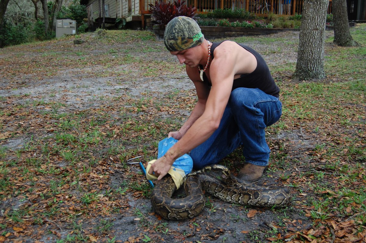 Florida’s Wildlife Continues to Suffer as the Burmese Python Tightens ...