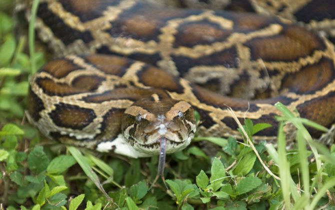 Florida’s Wildlife Continues to Suffer as the Burmese Python Tightens ...