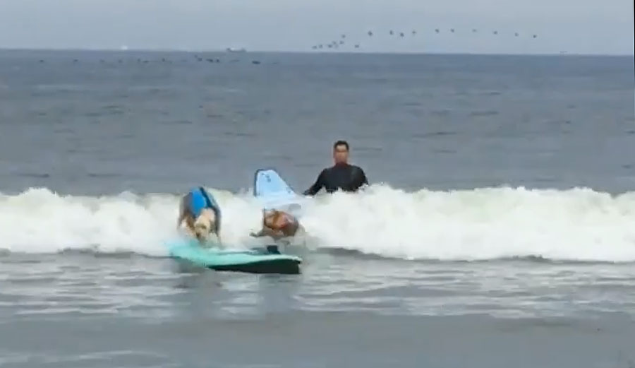 When Dogs Do Board Transfers | The Inertia