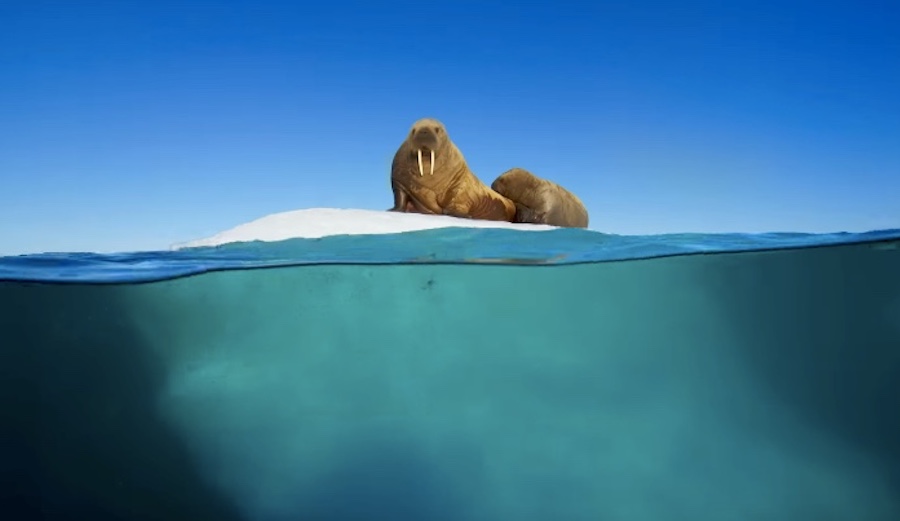 Radiohead and Hans Zimmer Collab on an Ocean-Inspired Track for New BBC ...