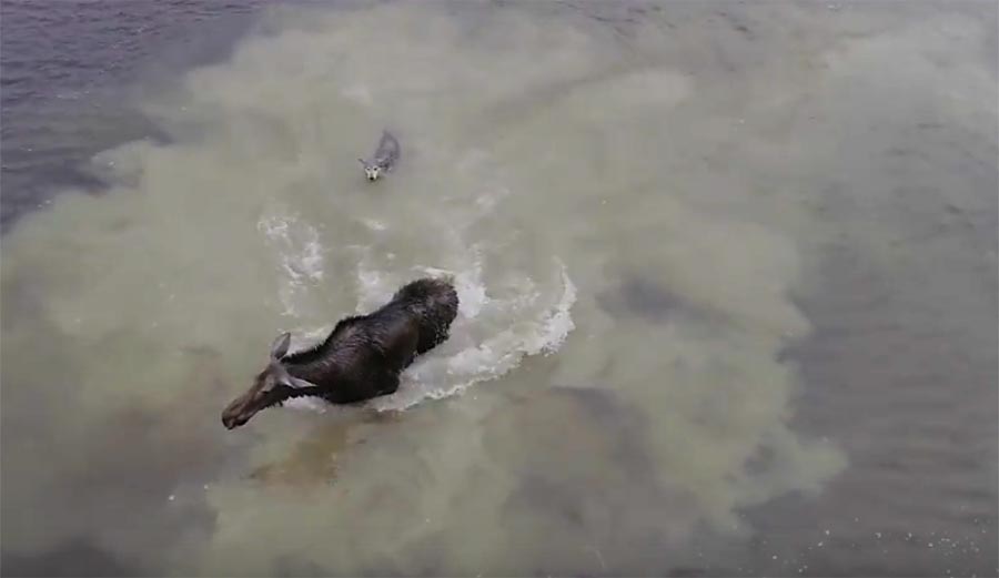 Drone Footage of Wolf Trying to Take Down Moose Is the Most Dramatic ...