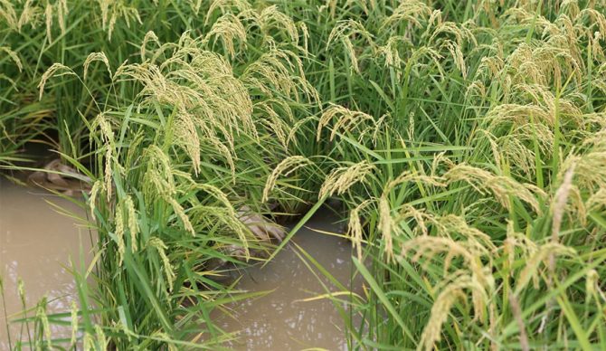 New Super Strain of Rice Grown in Seawater Could Feed 200 Million ...