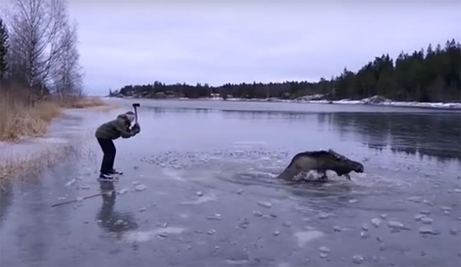 Watching This Woman Save a Moose Trapped in Ice Will Make You Feel Good ...