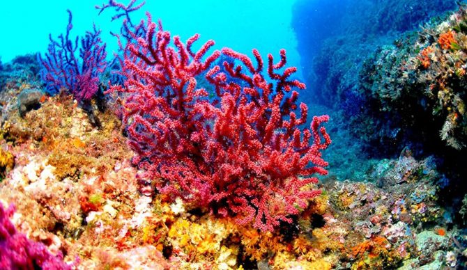 New Super Corals Created in a Lab Could Save the World's Reefs | The ...