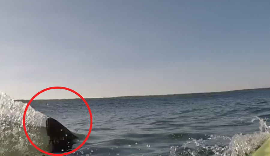 SF Surfer Captures Terrifying Moment a Fin Popped Up Next to Him | The ...