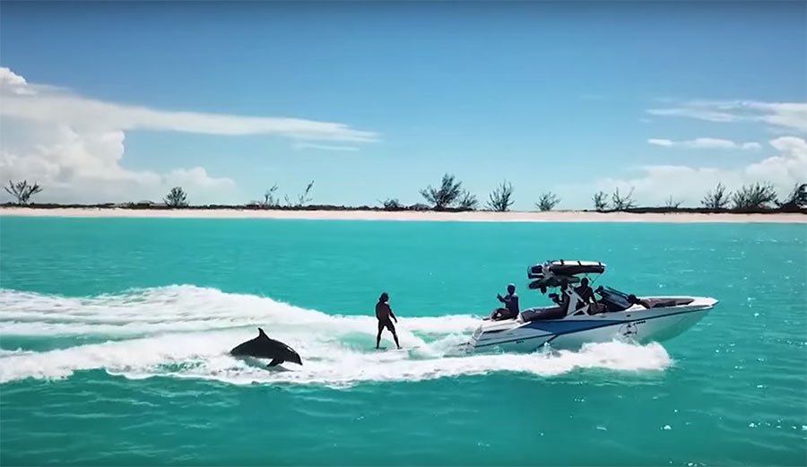 Watch This Wakesurfer Party-Wave With Dolphins! | The Inertia